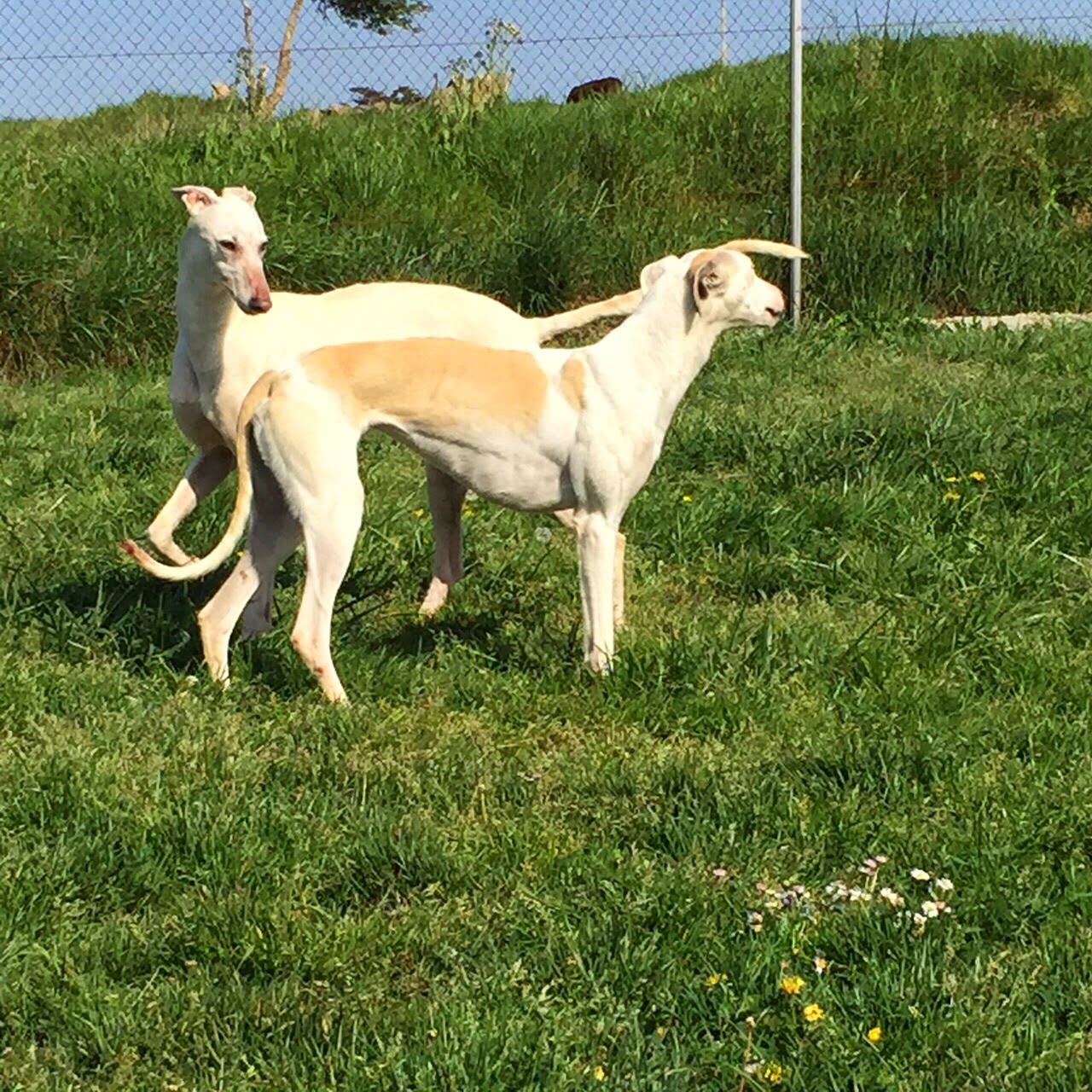 Corazón Animal: GALGOS DE CASA